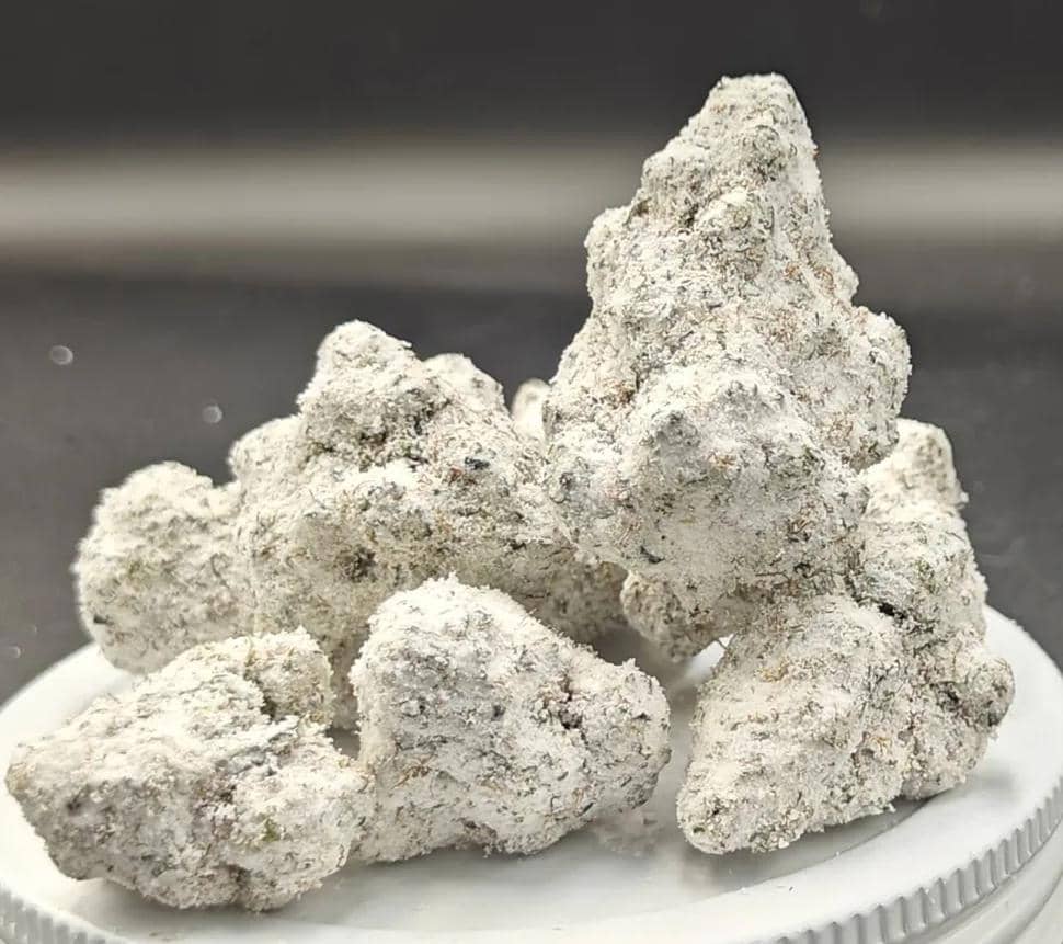 White Rhino - napabuds.com